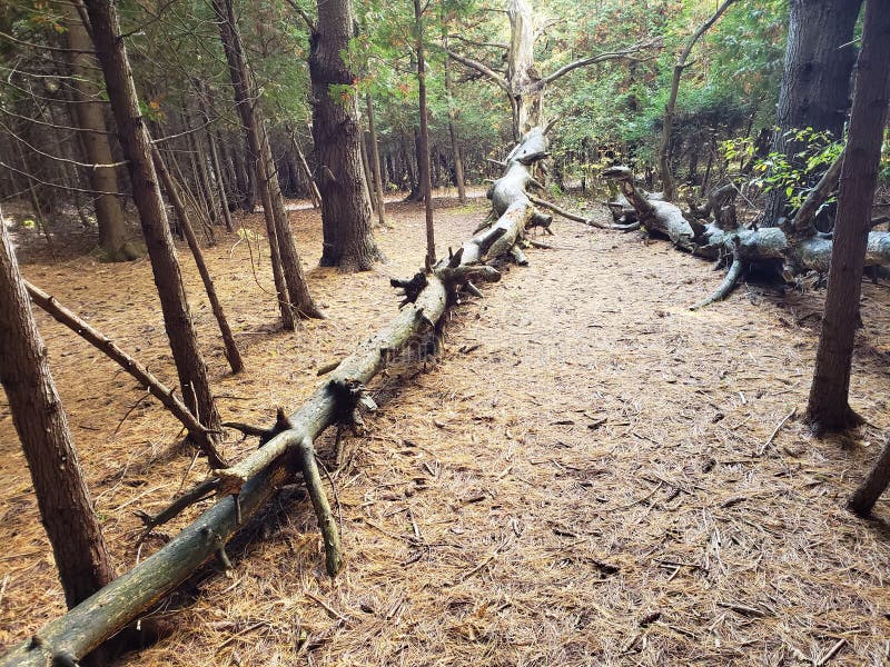 Downed tree stock photo. Image of fallen, pine, tree - 129132874