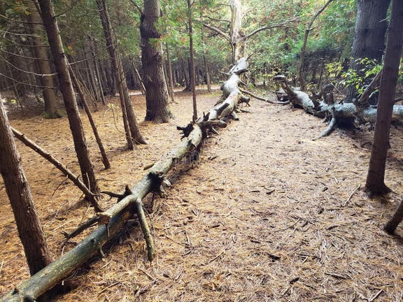 Downed tree stock photo. Image of fallen, pine, tree - 129132874