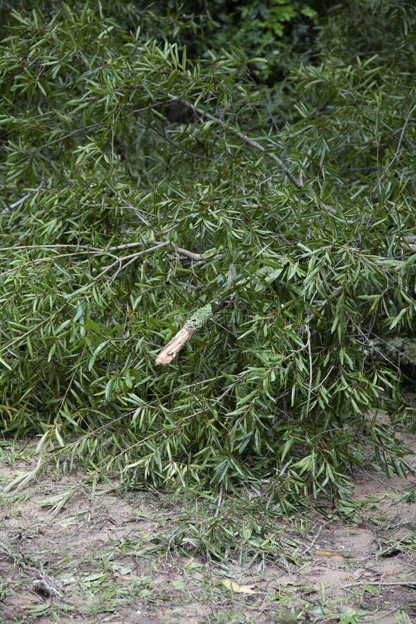 Downed Tree Limbs stock image. Image of ground, flora - 231408523