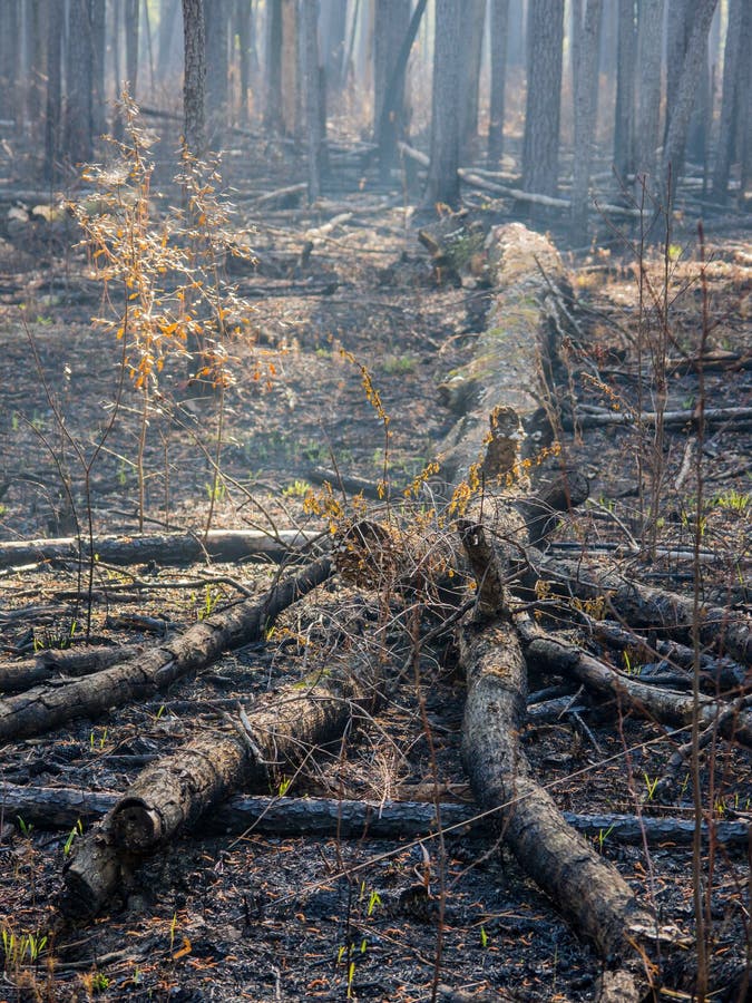 Downed Tree in a Charred Forest after Controlled Burn Stock Image ...