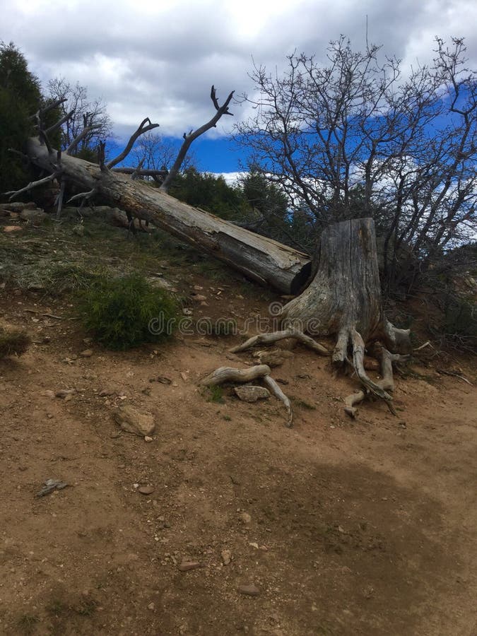 Downed tree editorial image. Image of culprit, tree, downed - 70414100