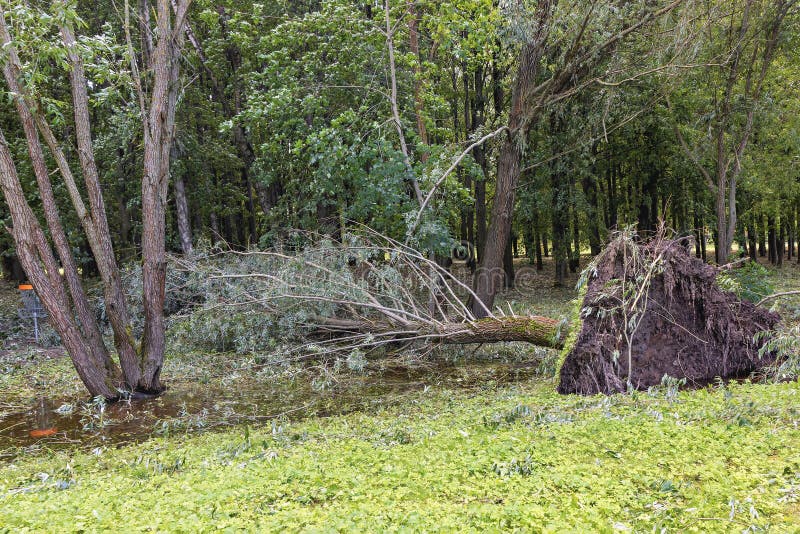 A Downed Tree in the Park after a Devastating Storm Leaves a Trail of ...