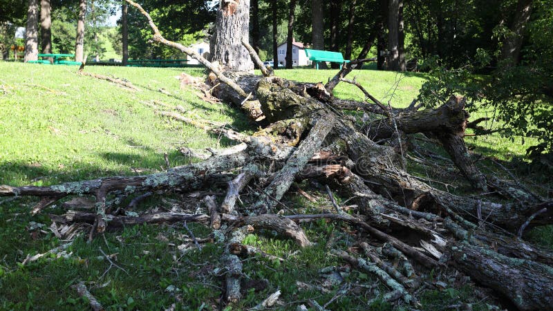 Downed Tree in a Park from a Storm that is Need of Clean Up Stock Image ...