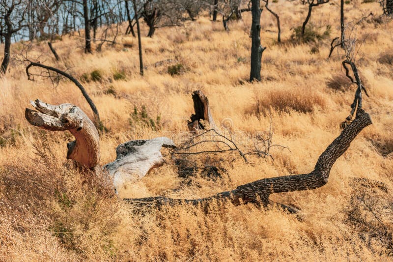 Downed Tree Trunks and Branches Emerge from the Tall Golden Grasses ...
