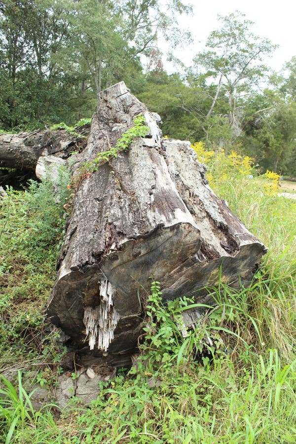 Downed Tree stock photo. Image of wilderness, sculpture - 294277716