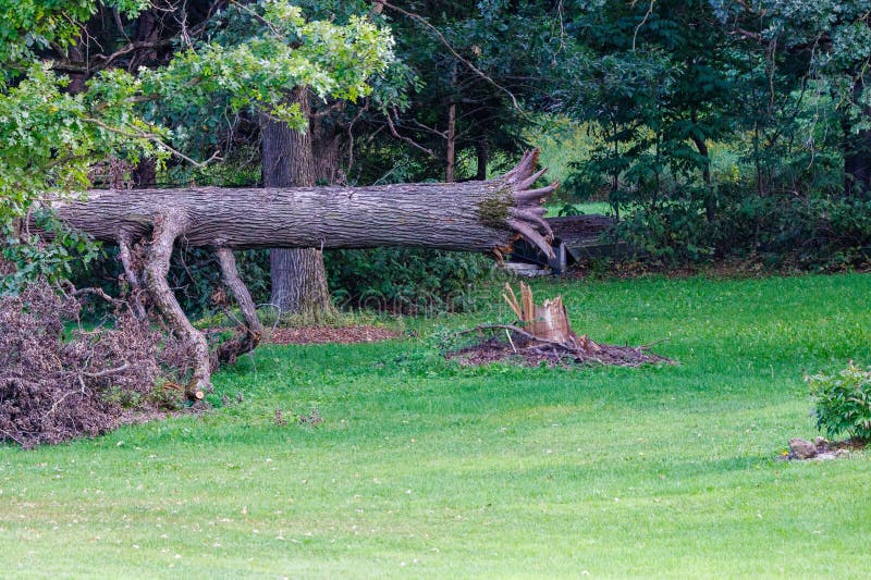 Downed Tree from a Wind Storm Stock Photo - Image of forest, trunk ...