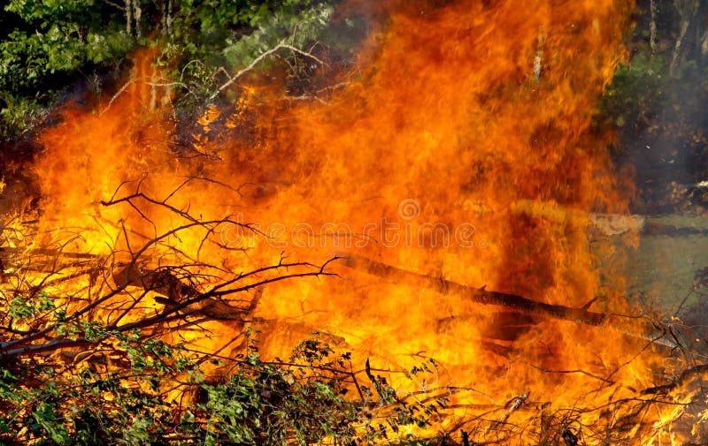 Downed trees on fire stock photo. Image of nature, brushfire - 16043482