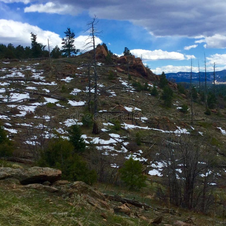 Downed trees editorial stock image. Image of trees, downed - 70414089
