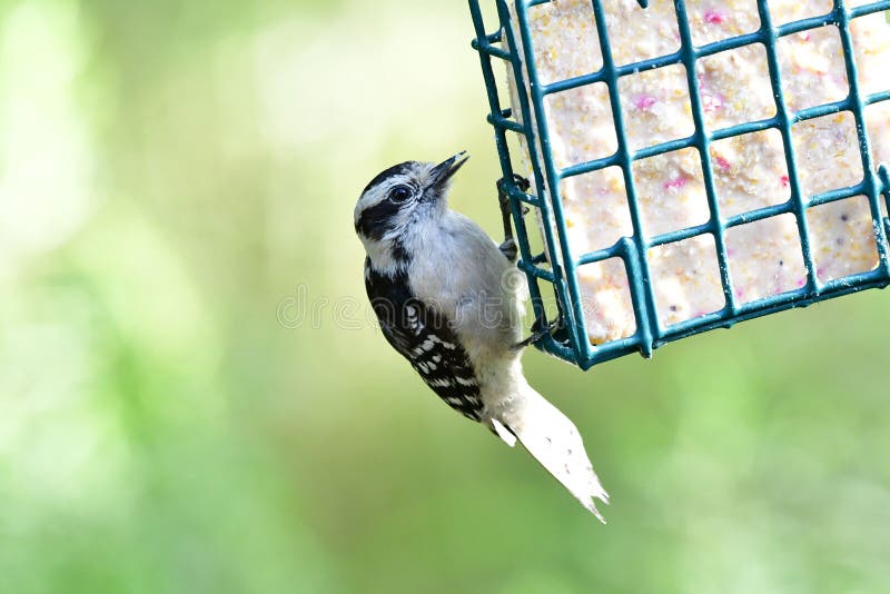 Downey Woodpecker on a Bird Feeder Stock Image - Image of maple, downey ...