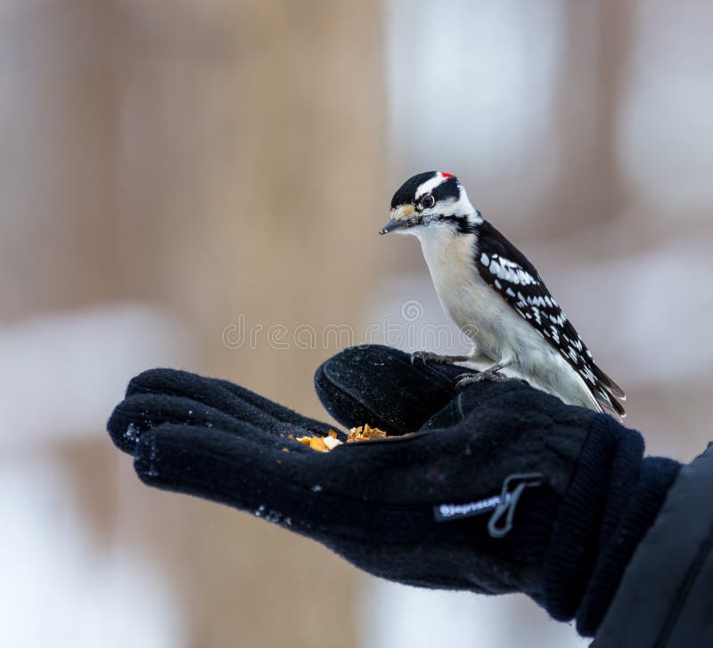 Downey Woodpecker. stock image. Image of animal, city - 66322745