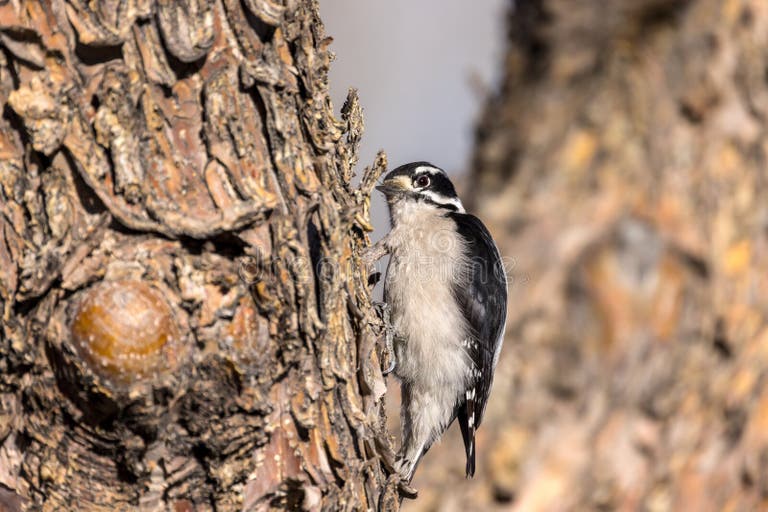 Downey Woodpecker Looking Closely for for Bugs in Tree Bark Stock Image - Image of natural ...