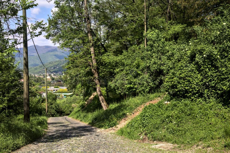 Downhill Paved Road in a Forest Stock Photo - Image of girl, cleaving ...