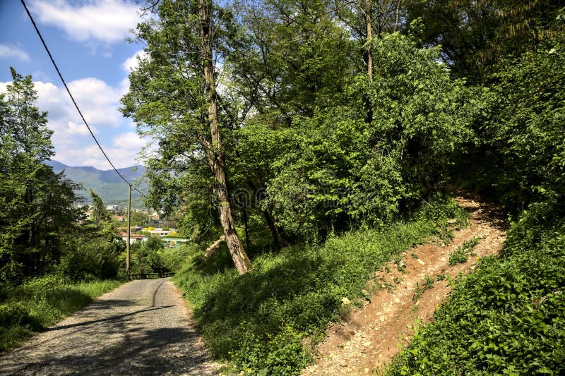 Downhill Paved Road in a Forest Forking Stock Image - Image of colours ...