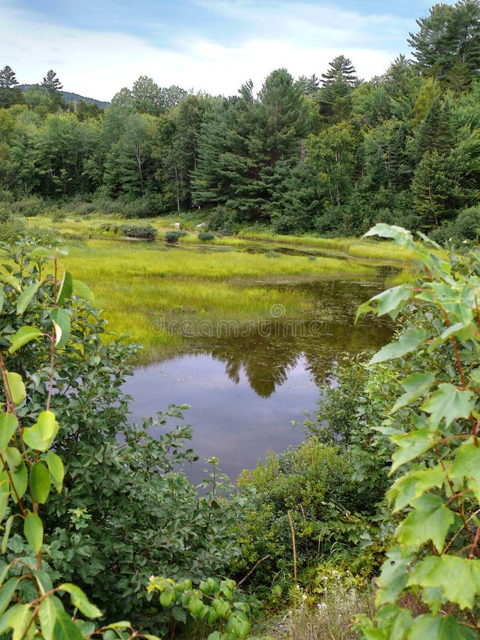 Downriver stock photo. Image of shore, water, growth, green - 6194248