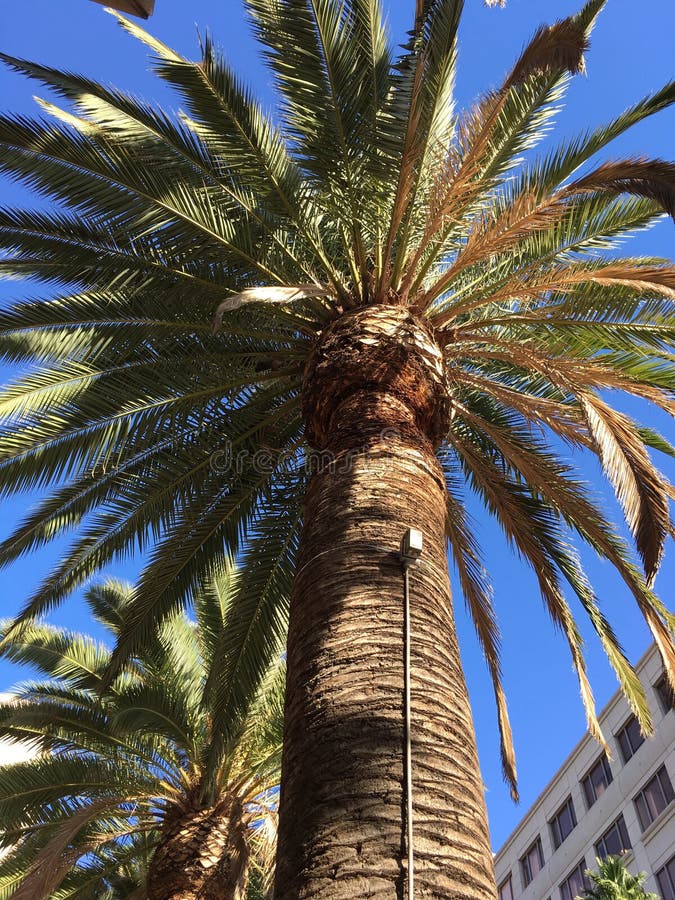 Downtown Anaheim stock photo. Image of anaheim, trees - 81849544