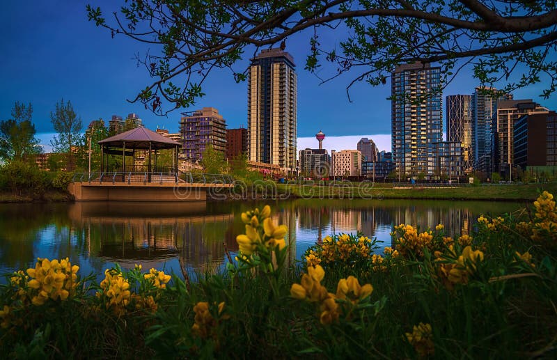 Downtown Calgary Framed by Spring Flowers Stock Photo - Image of ...