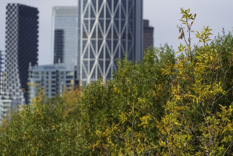 Downtown City Skyline with Fall Trees in Foreground Editorial Image ...