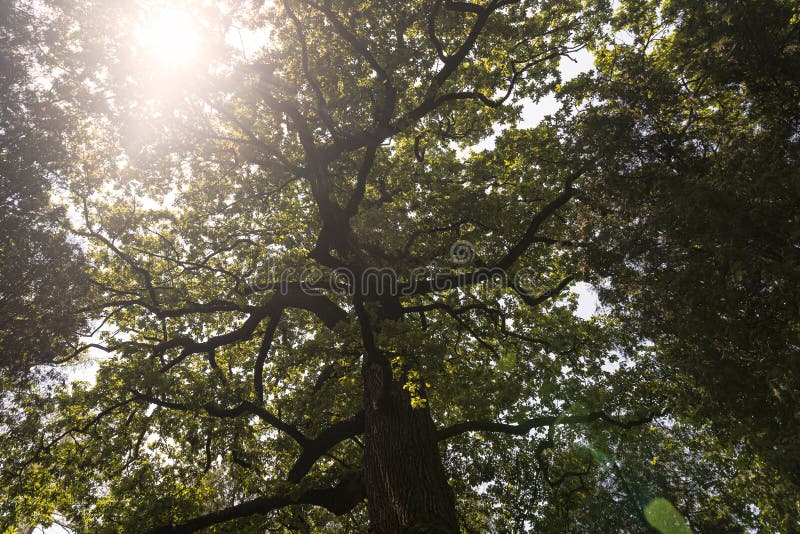 Downview on a Green Treetops with Warm Sunlight Stock Image - Image of ...