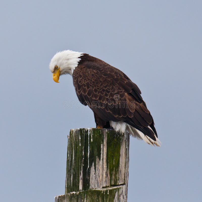 Old North American Bald Eagle Bowing His Head Stock Image - Image of ...