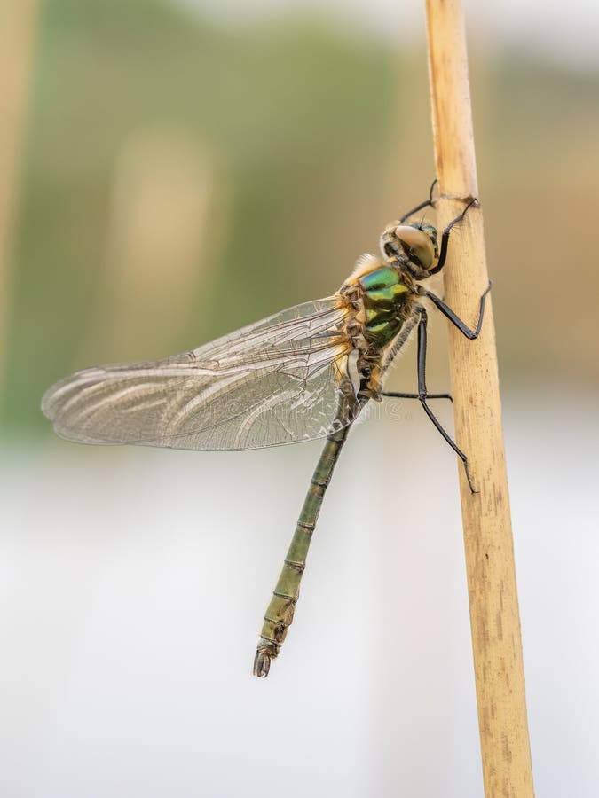 Downy Emerald Cordulia Aenea Stock Photo - Image of light, hunter ...