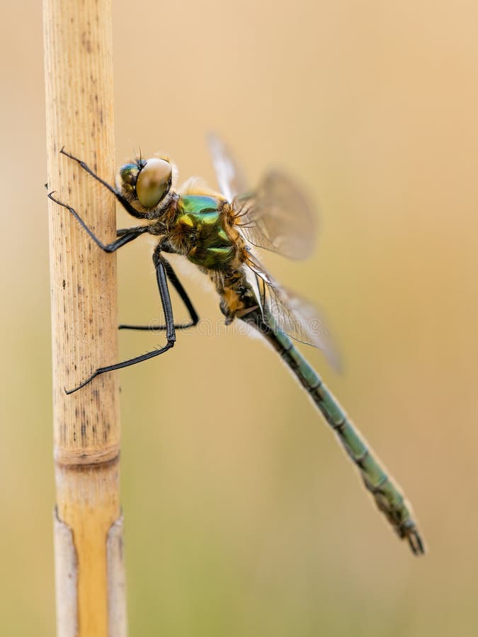Downy Emerald Cordulia Aenea Stock Photo - Image of hunting, blurred ...