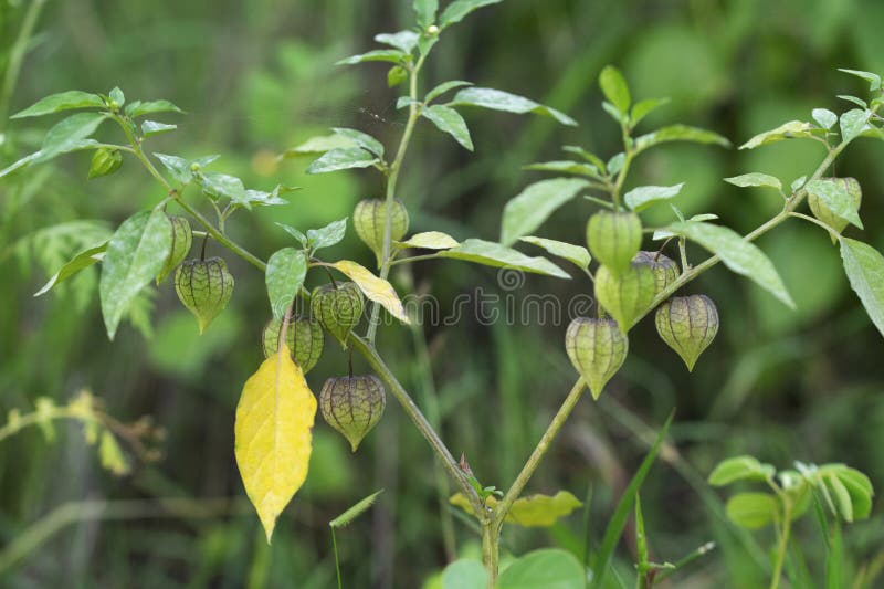 Downy Ground Cherry, Physalis Grisea, Satara, Maharashtra Stock Image ...