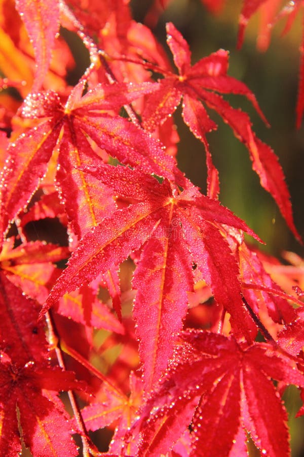 Downy Japanese Maple. Leaves. Stock Image - Image of beauty, bright ...