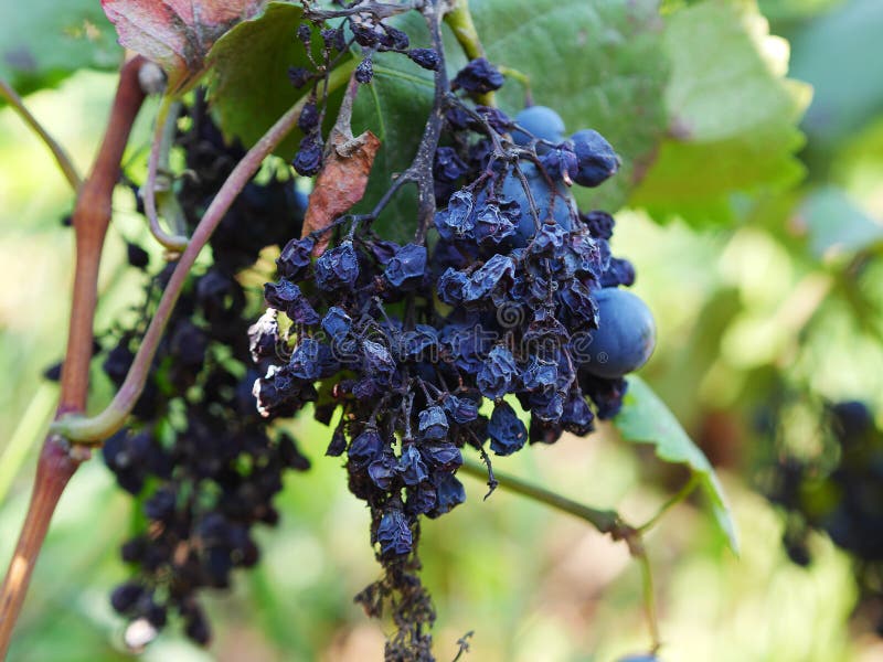DOWNY MILDEW, GRAPEVINE - AUSTRALIA: (VICTORIA, NEW SOUTH WALES)