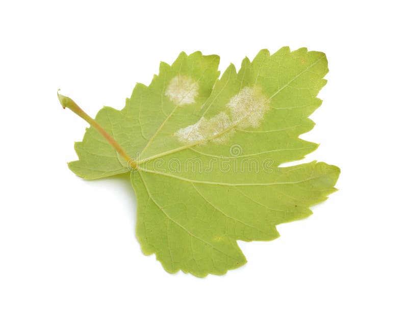 Downy Mildew on a Grape Leaf. Isolated on White Background. Stock Image ...