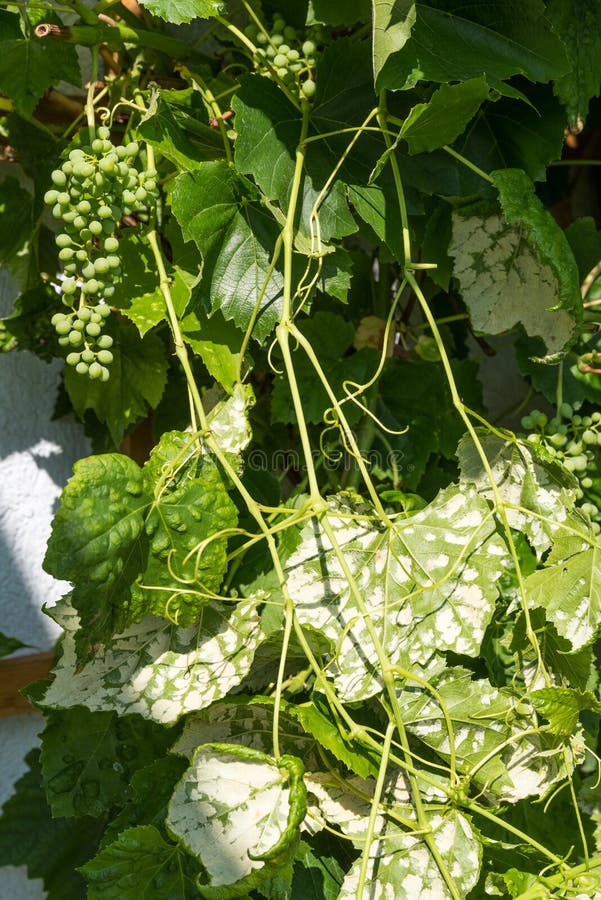 Downy mildew on grapevine stock photo. Image of viniculture - 218864806