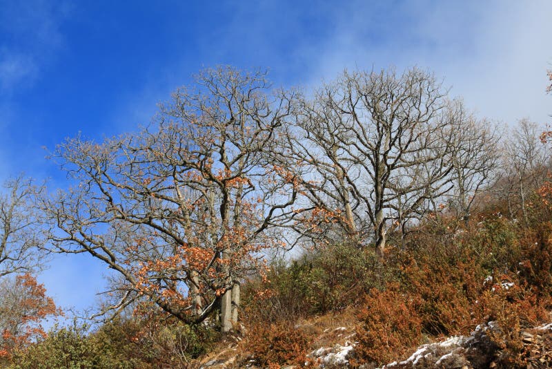 Downy Oak or Pubescent Oak Tree in Winter Stock Photo - Image of nature ...