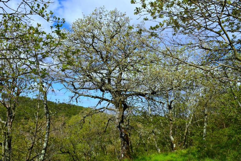 Downy Oak (Quercus Pubescens) Tree Stock Image - Image of green ...