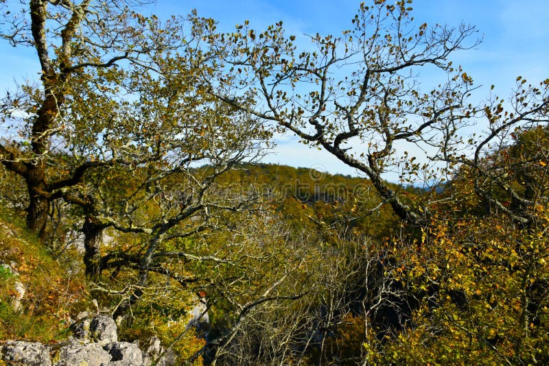 Downy Oak (Quercus Pubescens) Trees Stock Photo - Image of background ...