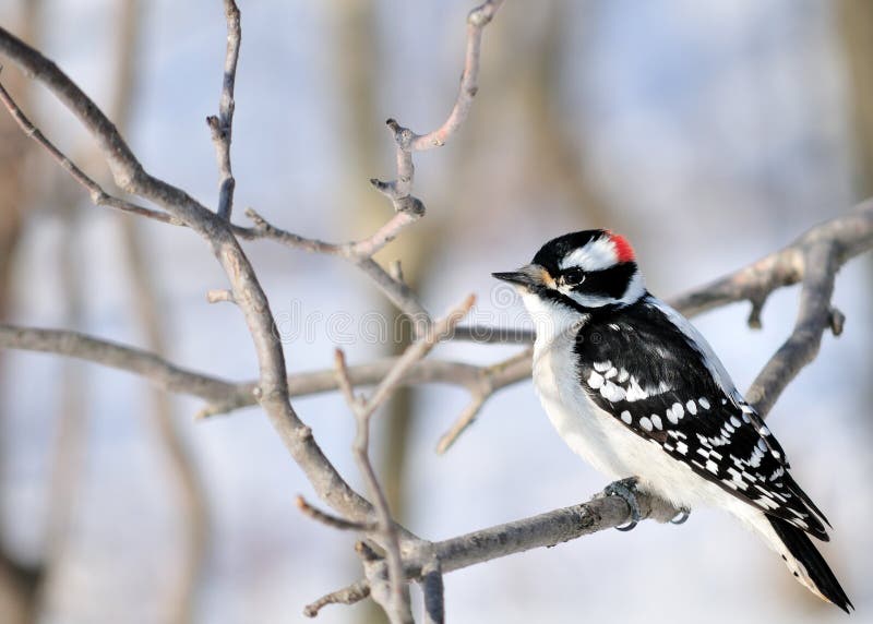 Downy Woodpecker stock image. Image of avian, bird, outdoors - 12156281