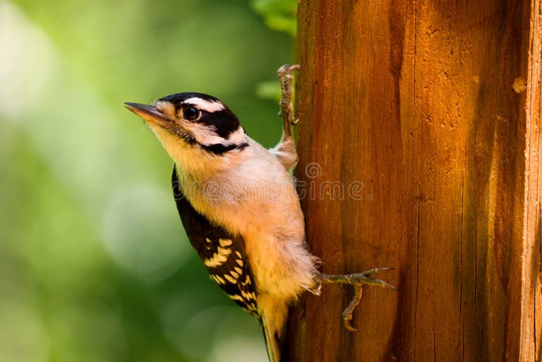 Baby Downy Woodpecker Stock Photos - Free & Royalty-Free Stock Photos ...