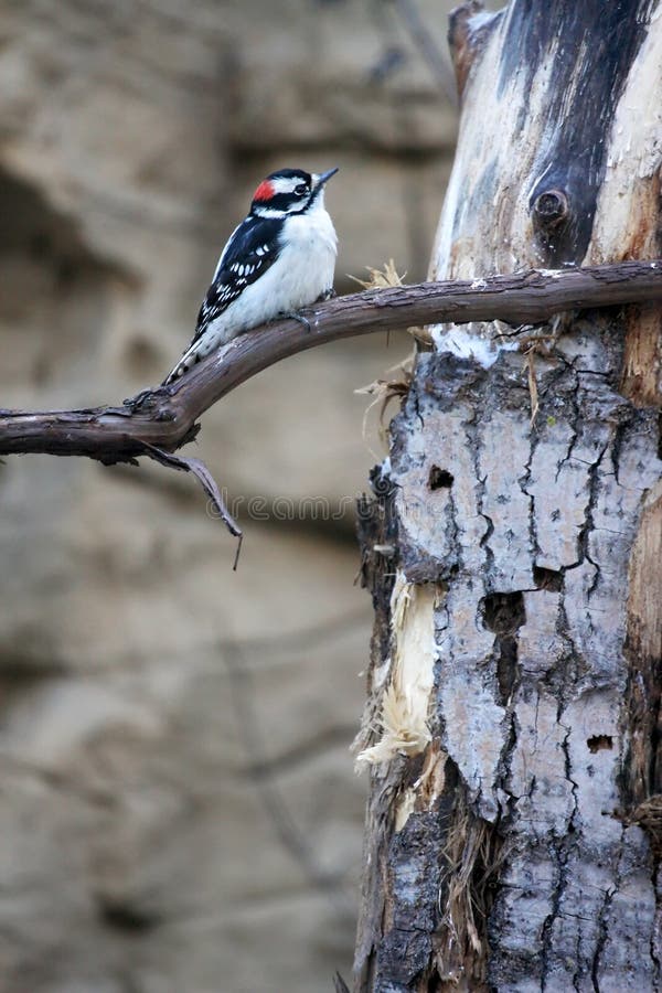 Downy Woodpecker stock photo. Image of fauna, downey, animals - 5102808