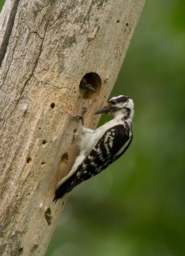 Downy Woodpecker stock photo. Image of white, woodpecker - 47439758