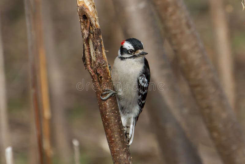 Downy Woodpecker stock photo. Image of fauna, bird, male - 39853544