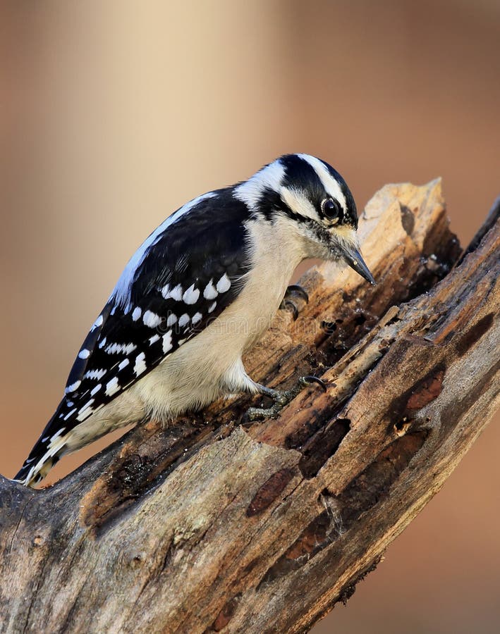 Downy Woodpecker stock image. Image of wildlife, woodpecker - 63551577