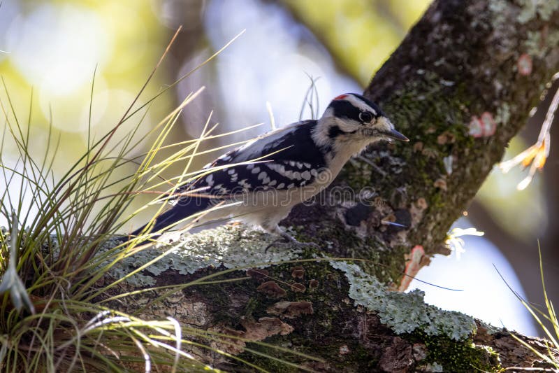 Downy Woodpecker on the Side of a Tree Stock Image - Image of small ...