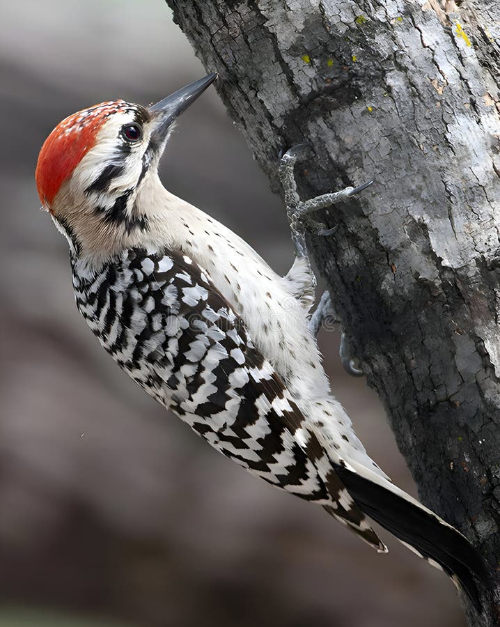 Smallest Woodpecker Stock Illustrations – 1 Smallest Woodpecker Stock ...