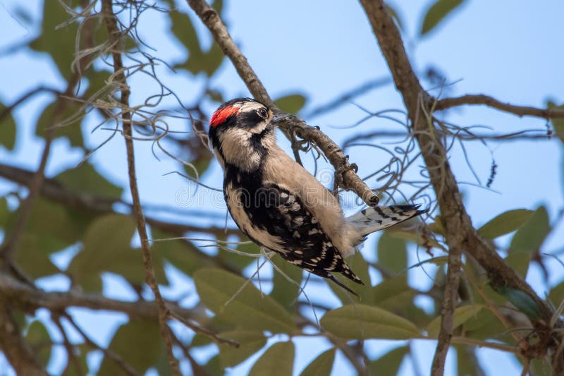 Downy Woodpecker in a Tree in Florida Stock Image - Image of florida ...