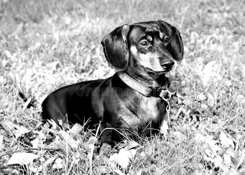 Doxie stock image. Image of dachsie, white, safe, canine - 540561