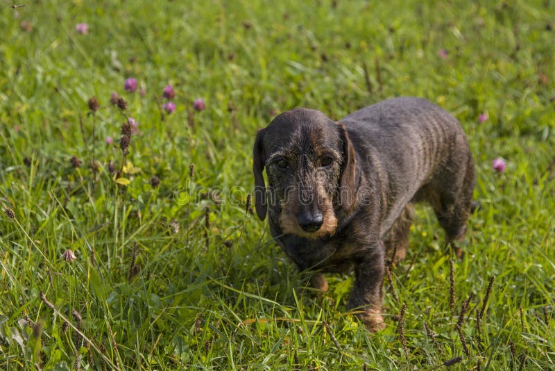 Doxie stock image. Image of rough, doxie, brown, short - 44413483