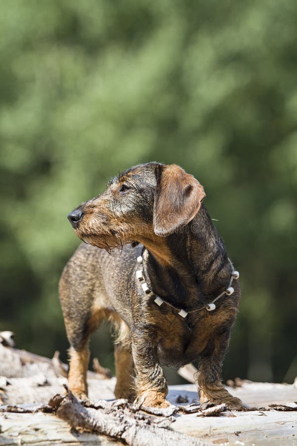 Doxie Dog stock image. Image of wiener, canine, studio - 722775