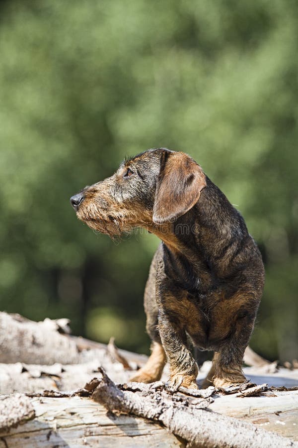Doxie Dog stock image. Image of wiener, canine, studio - 722775