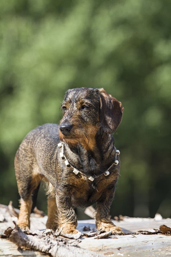Doxie Dog stock image. Image of wiener, canine, studio - 722775