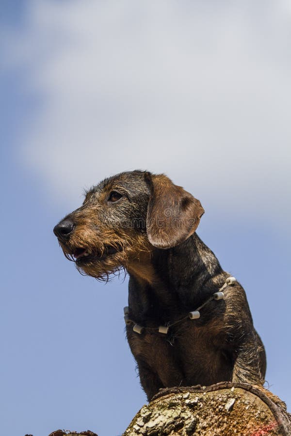 Doxie Dog stock image. Image of wiener, canine, studio - 722775
