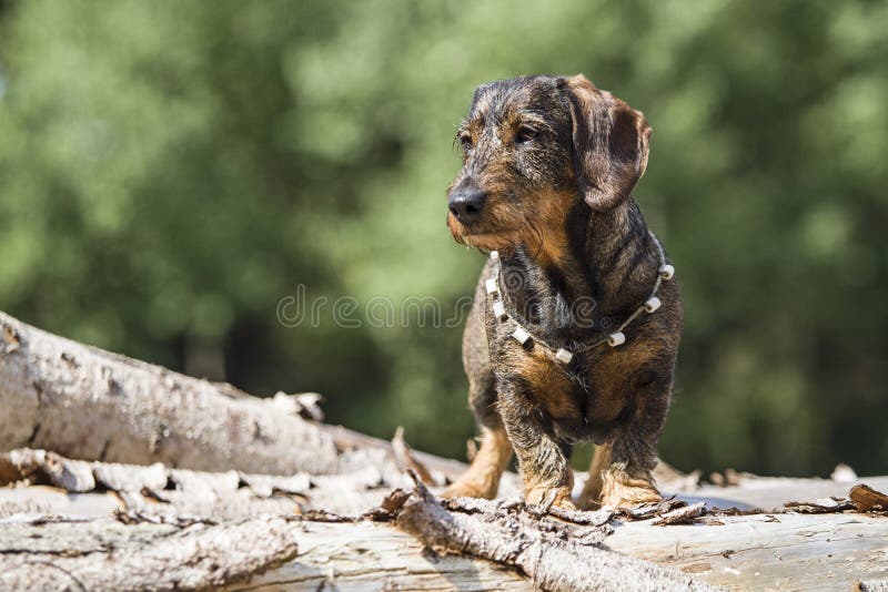 Doxie stock image. Image of brown, collar, trunk, rough - 44421885