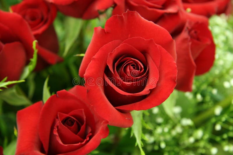 1,805 Dozen Roses Stock Photos - Free & Royalty-Free Stock Photos from ...